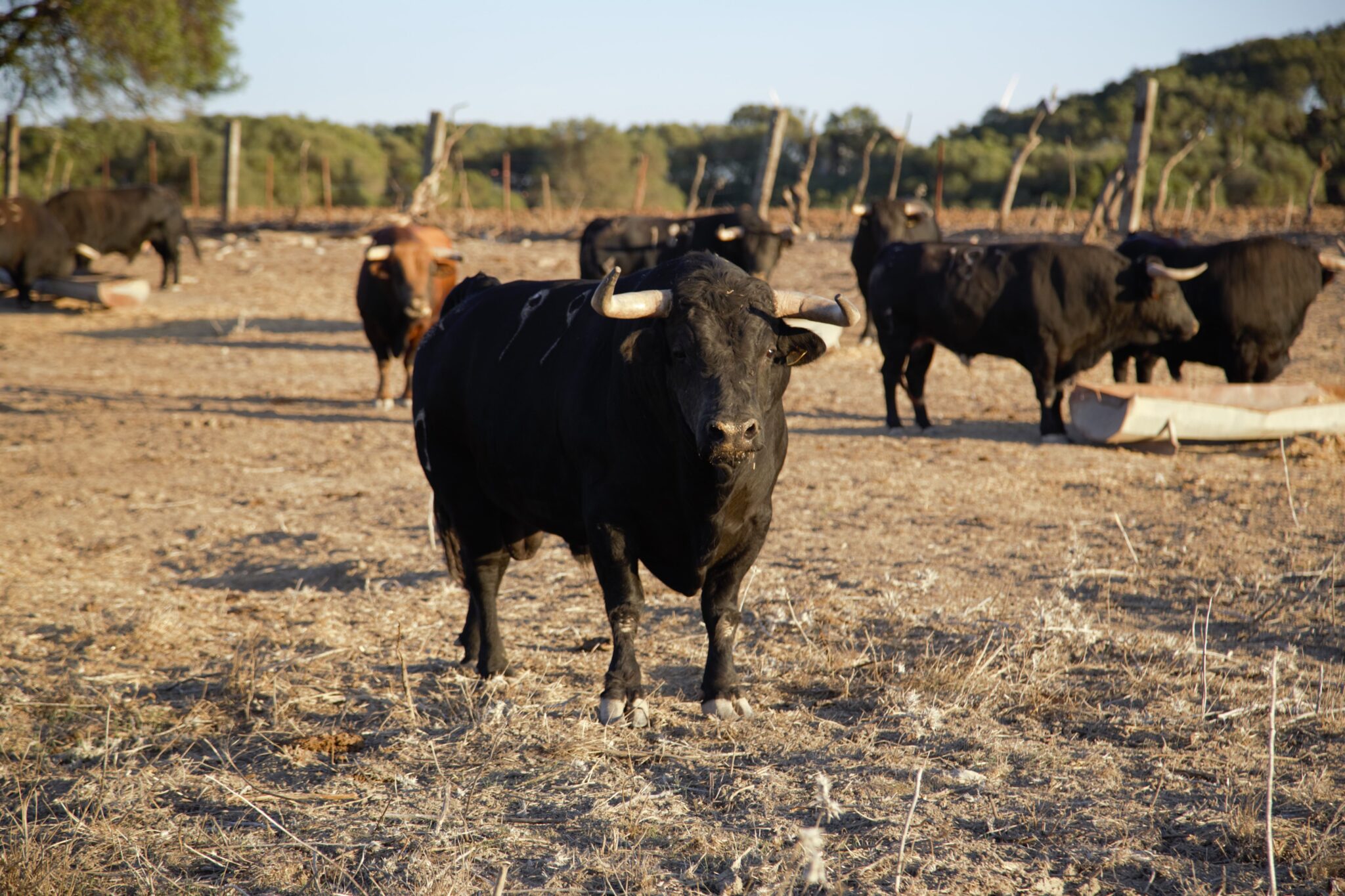 Núñez del Cuvillo - Visitas a la Ganadería